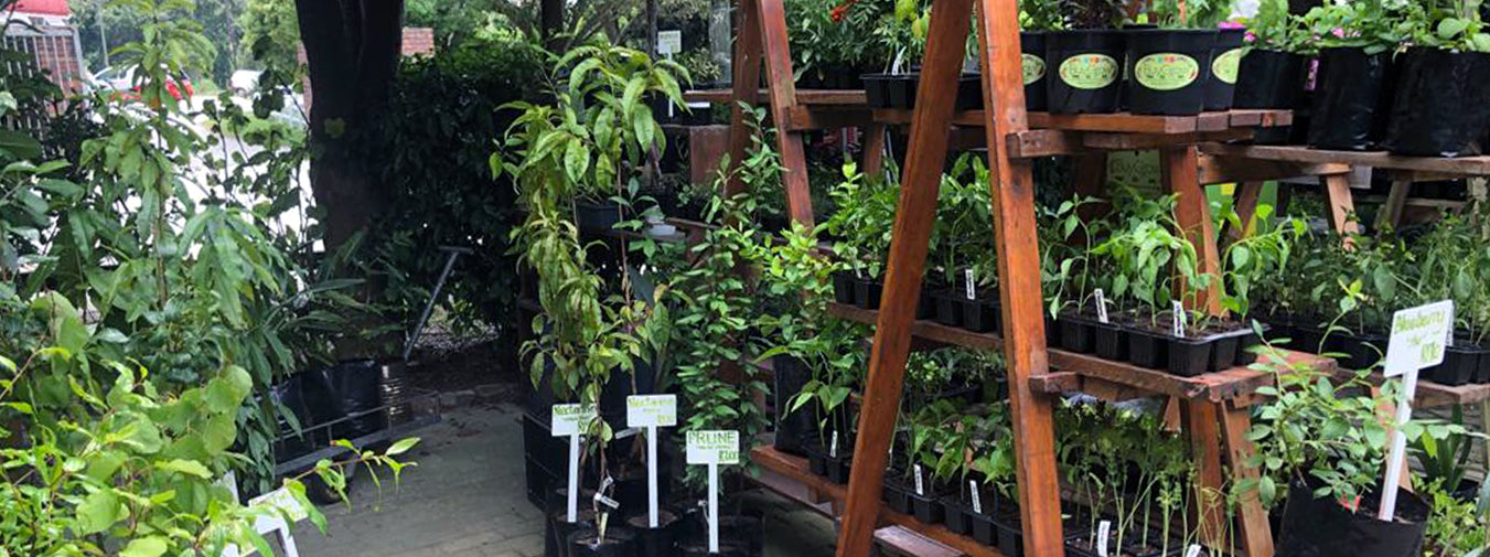 BuyGrow Online Nursery - Veg/Herb Seedlings Plants | Fruit & Nut Trees