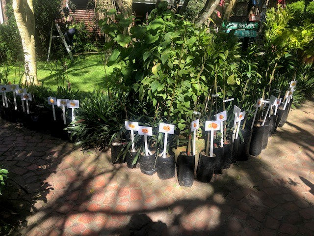 Plant Nursery Close to me | Fruit & Nut Trees | Pot Plants | Seedlings