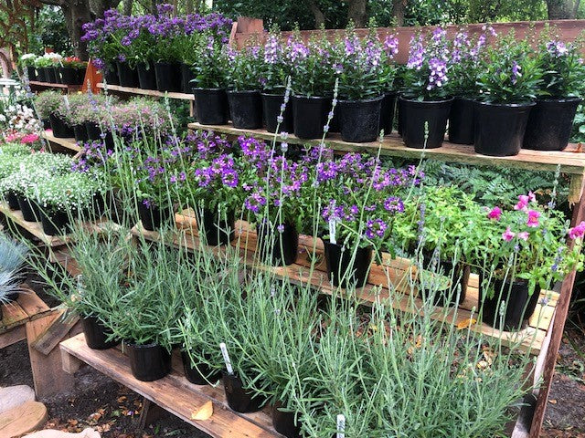 Plant Nursery Close to me | Fruit & Nut Trees | Pot Plants | Seedlings