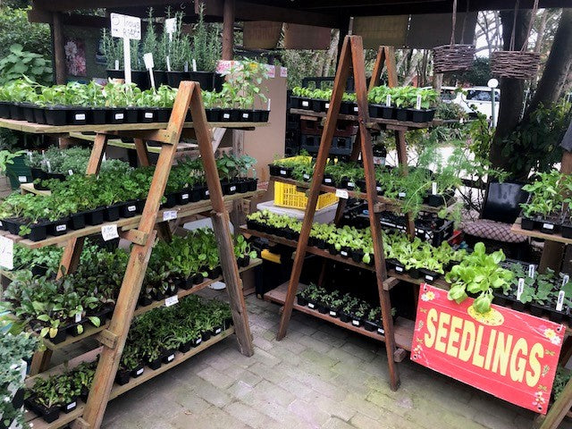 Plant Nursery Close to me | Fruit & Nut Trees | Pot Plants | Seedlings