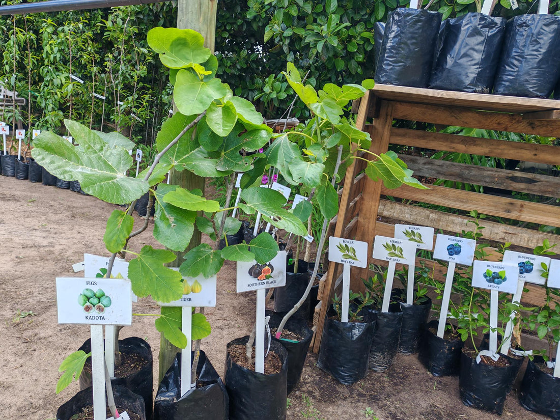 Plant Nursery Close to me | Fruit & Nut Trees | Pot Plants | Seedlings