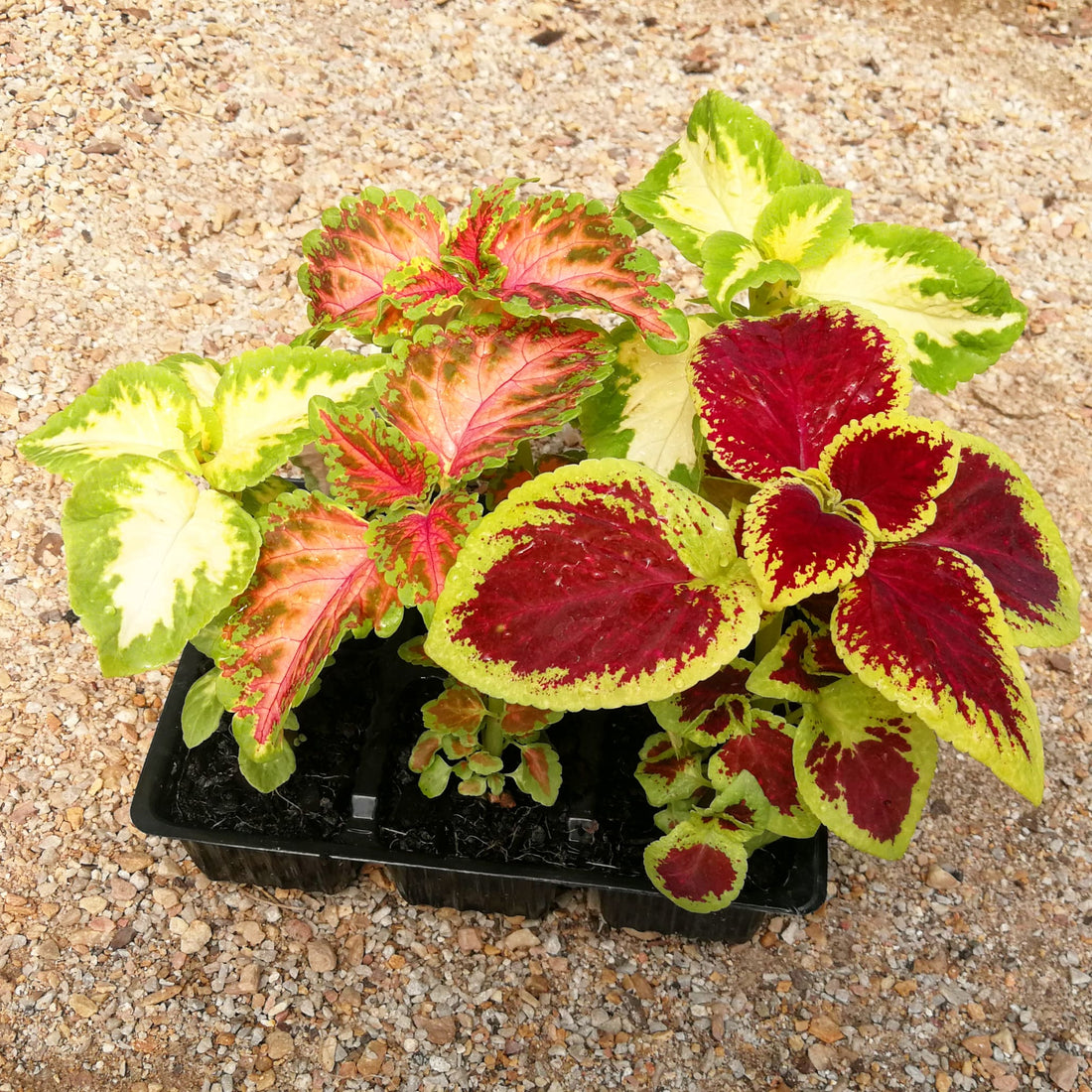Coleus 6 pack Seedling Tray (BuyGrow online nursery)