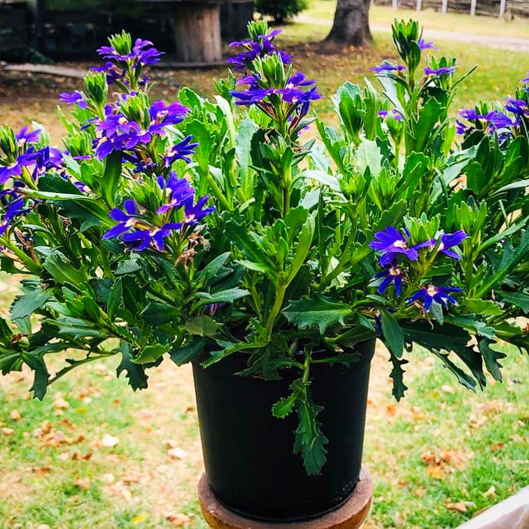 Scaevola 14cm Pot BuyGrow Port Elizabeth Online Nursery