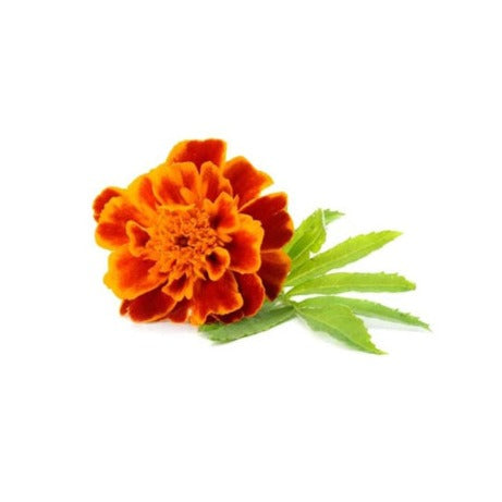 Marigold 6 pack seedlings - Fireball BuyGrow online nursery