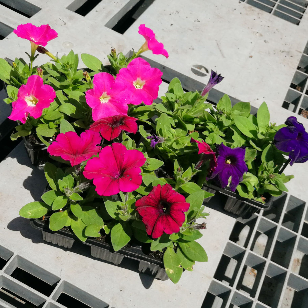 Petunias 6 pack Seedling mix color tray BuyGrow Online Store
