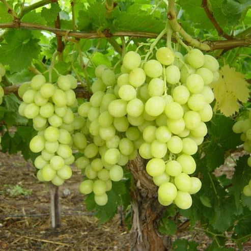 Grape Tree famous South Africa Hanepoot BuyGrow Gqeberha PE