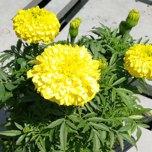 Marigold 6 pack seedlings - Pom Pom BuyGrow online nursery